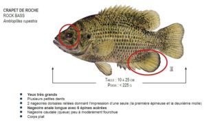 Les poissons du territoire • SAMBBA