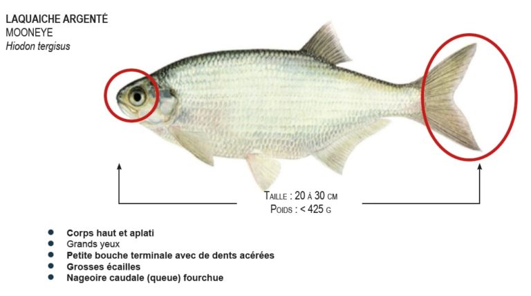 Les poissons du territoire • SAMBBA
