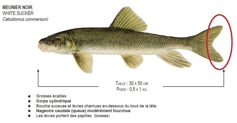 Les poissons du territoire • SAMBBA
