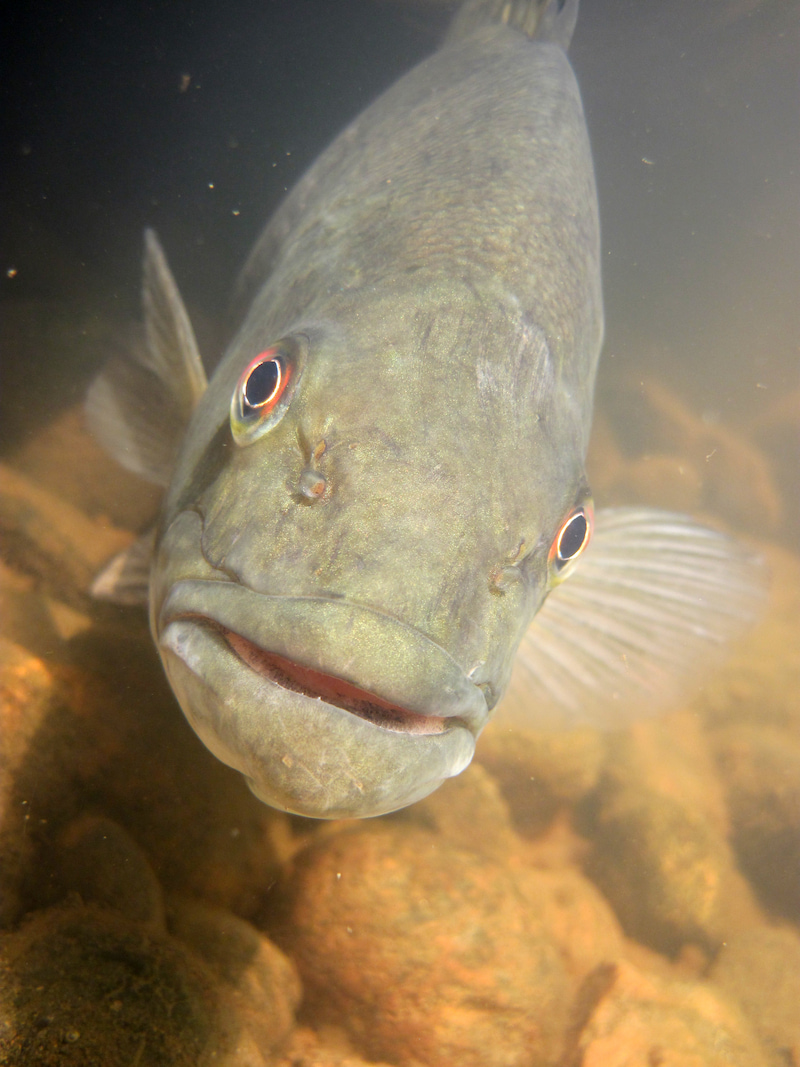Enquête de pêche • SAMBBA