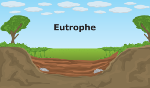 L’eutrophisation • SAMBBA