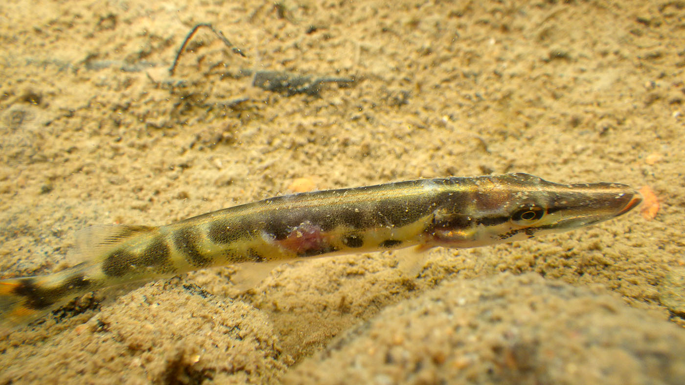 Les poissons du territoire • SAMBBA