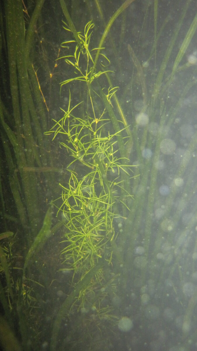 Potamot spirillé • SAMBBA